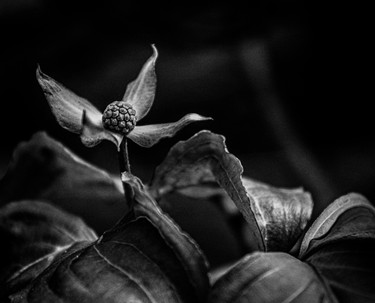 Exposure One Awards | L. Abigail Chua | Silver (Still Life)