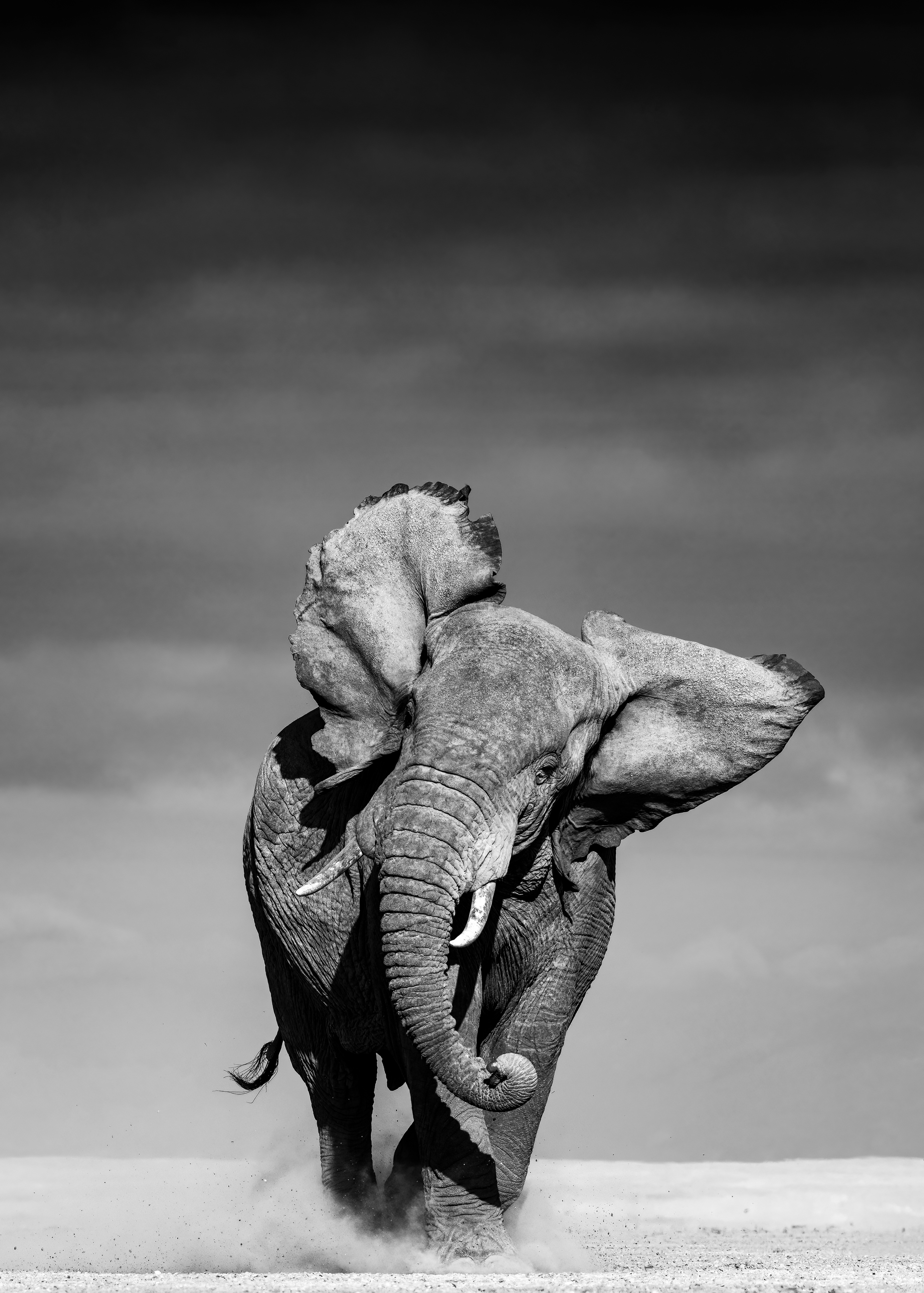 Exposure One Awards | José Miguel Angulo | Nominee (Animals)