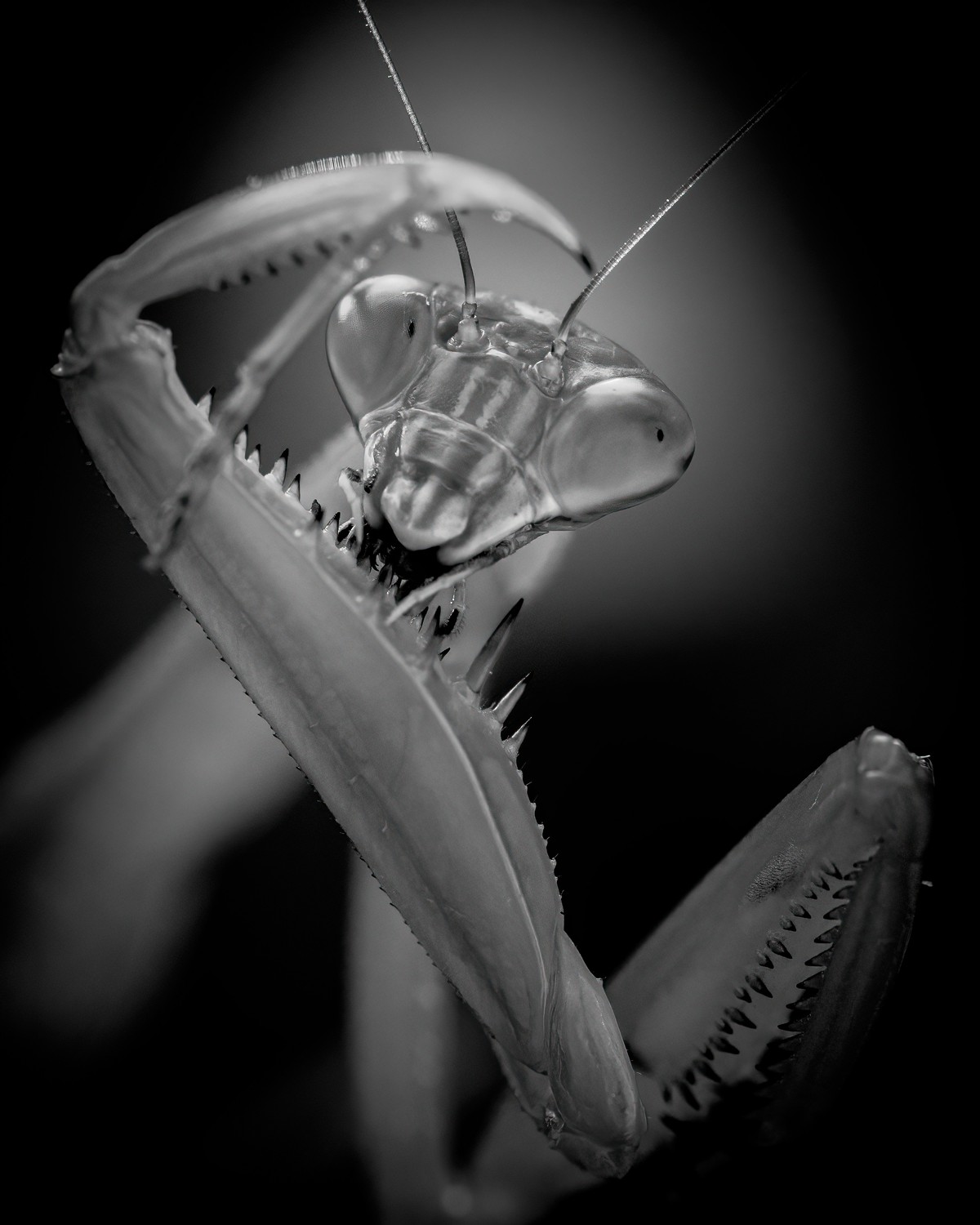 Exposure One Awards | Jon Ehrmann | Honorable Mention (Animals)