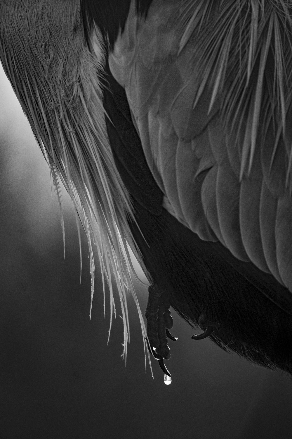 Exposure One Awards | Claire Waring | Nominee (Wildlife)