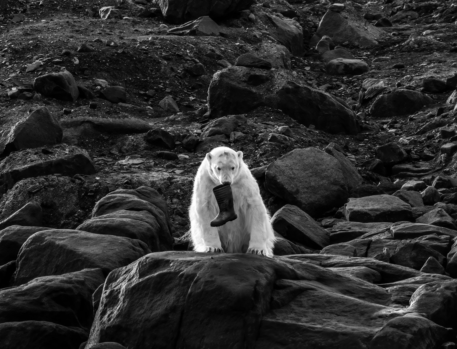 Exposure One Awards | Manish Nagpal | Nominee (Animals)