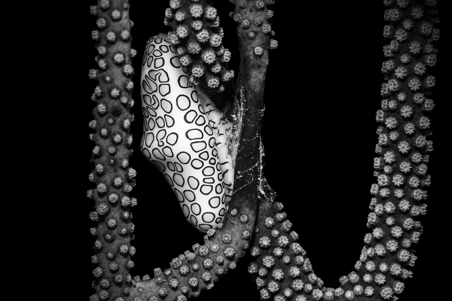 Exposure One Awards | Fabi Fregonesi | Honorable Mention (Pattern & Form)