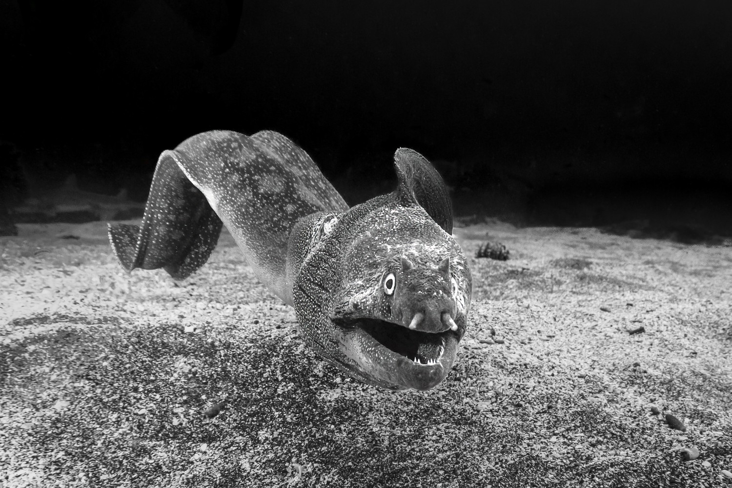 Exposure One Awards | Fabi Fregonesi | Nominee (Underwater)
