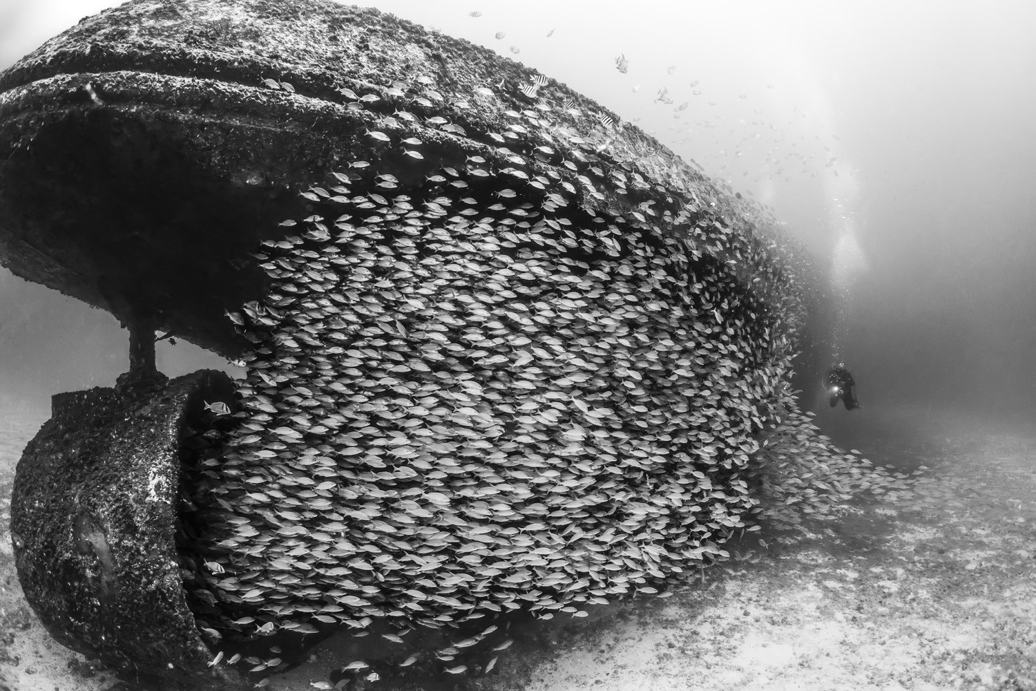 Exposure One Awards | Fabi Fregonesi | Honorable Mention (Humans & Nature)