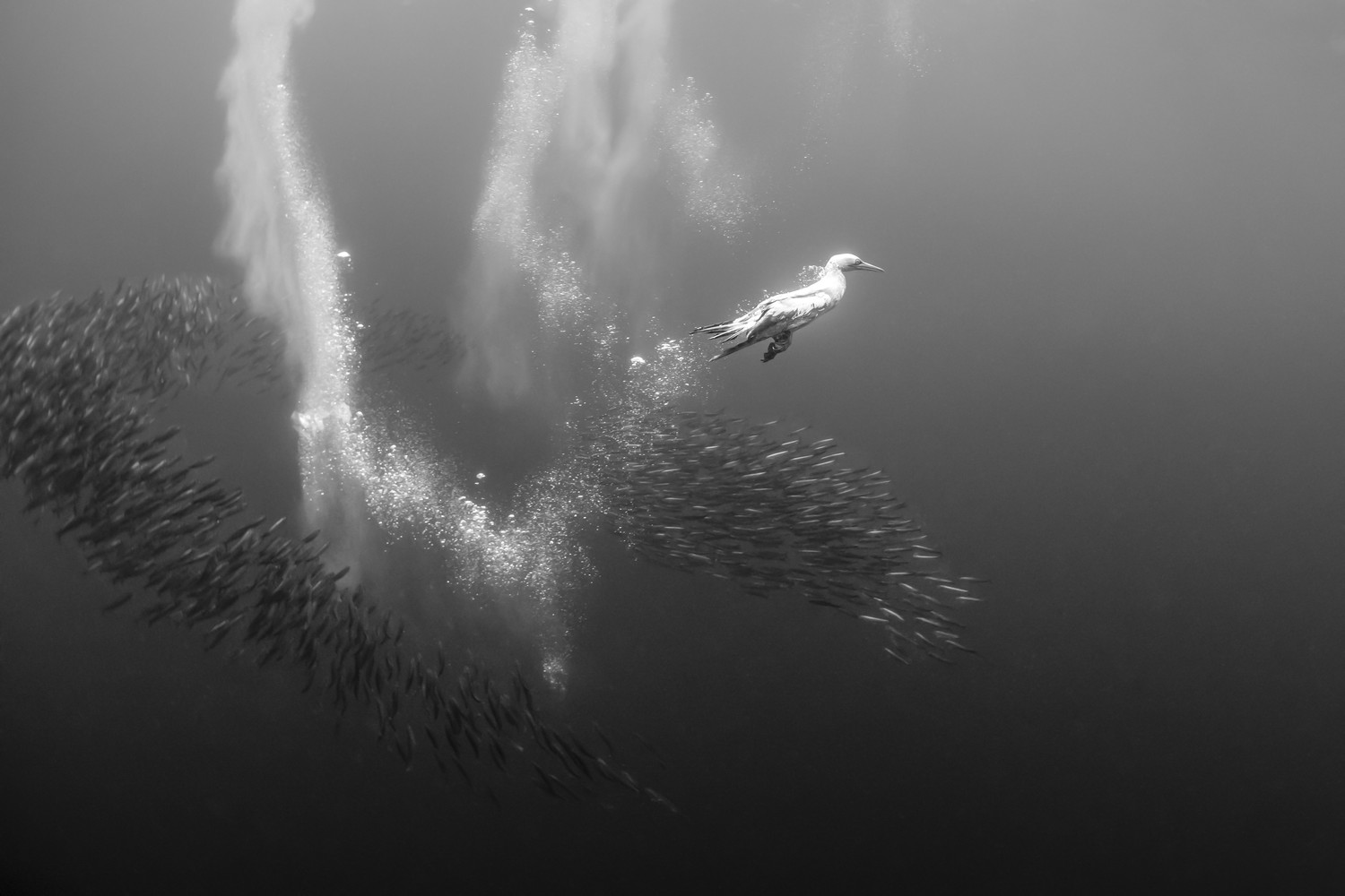 Exposure One Awards | Fabi Fregonesi | Gold (Underwater)