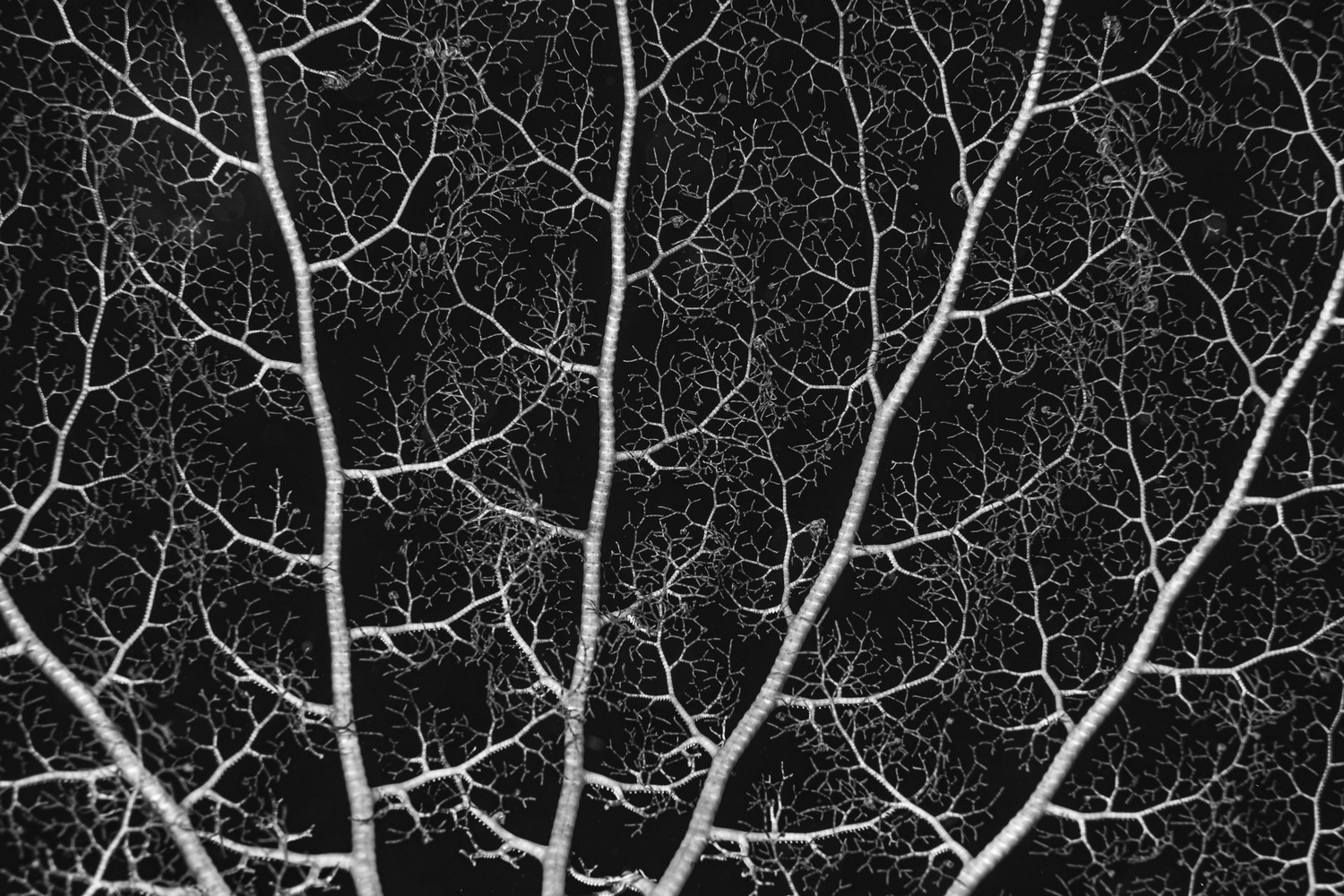Exposure One Awards | Fabi Fregonesi | Silver (Pattern & Form)