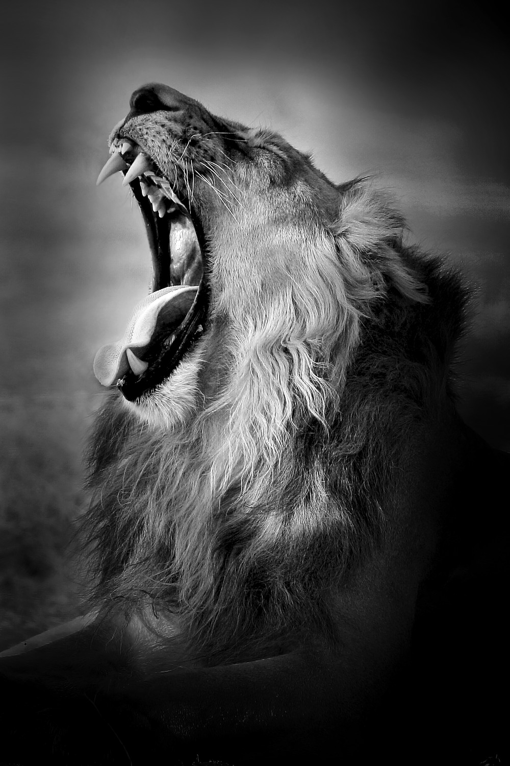 Exposure One Awards | Abdul Kader Kagalwala | Nominee (Wild Portraits)