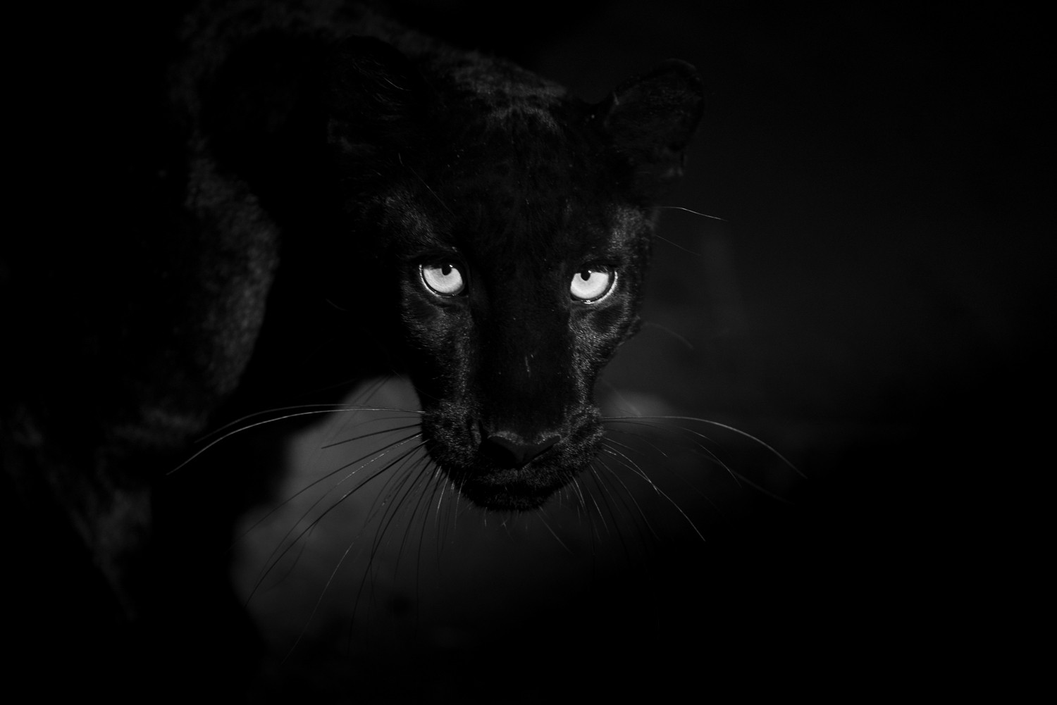 Exposure One Awards | Susanne Baden | Nominee (Wild Portraits)
