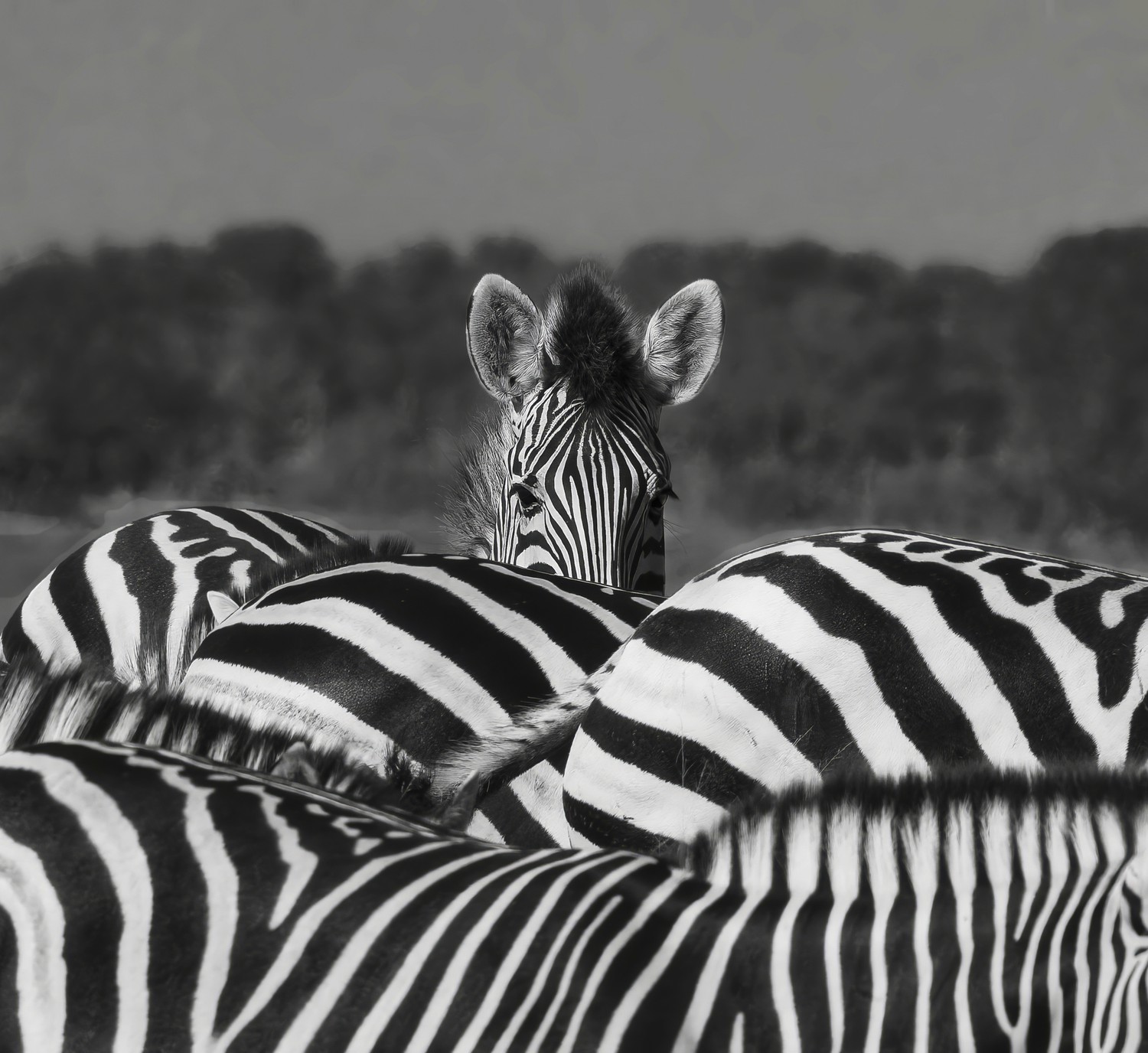 Exposure One Awards | Thomas DeLiberto | Nominee (Wildlife)